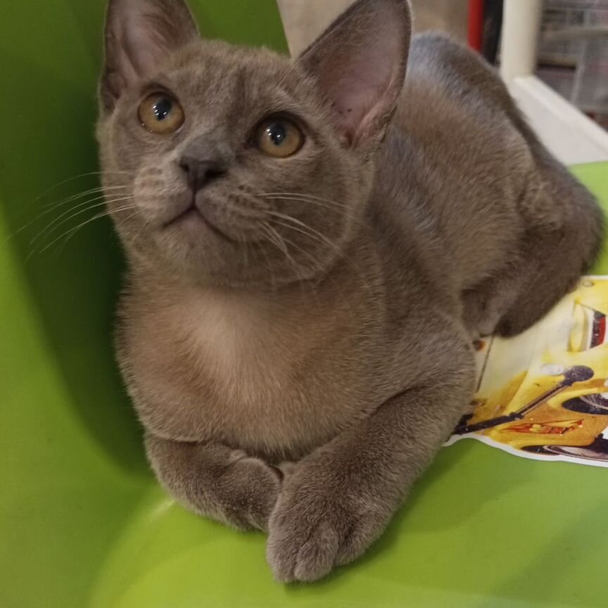 Бурма малыш