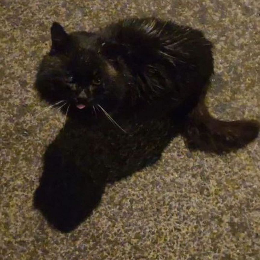 Черная кошка пушистая
