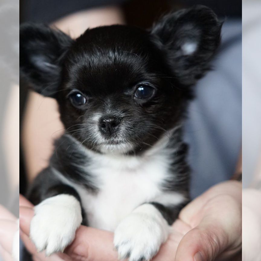 Чихуахуа девочка длинношерстная