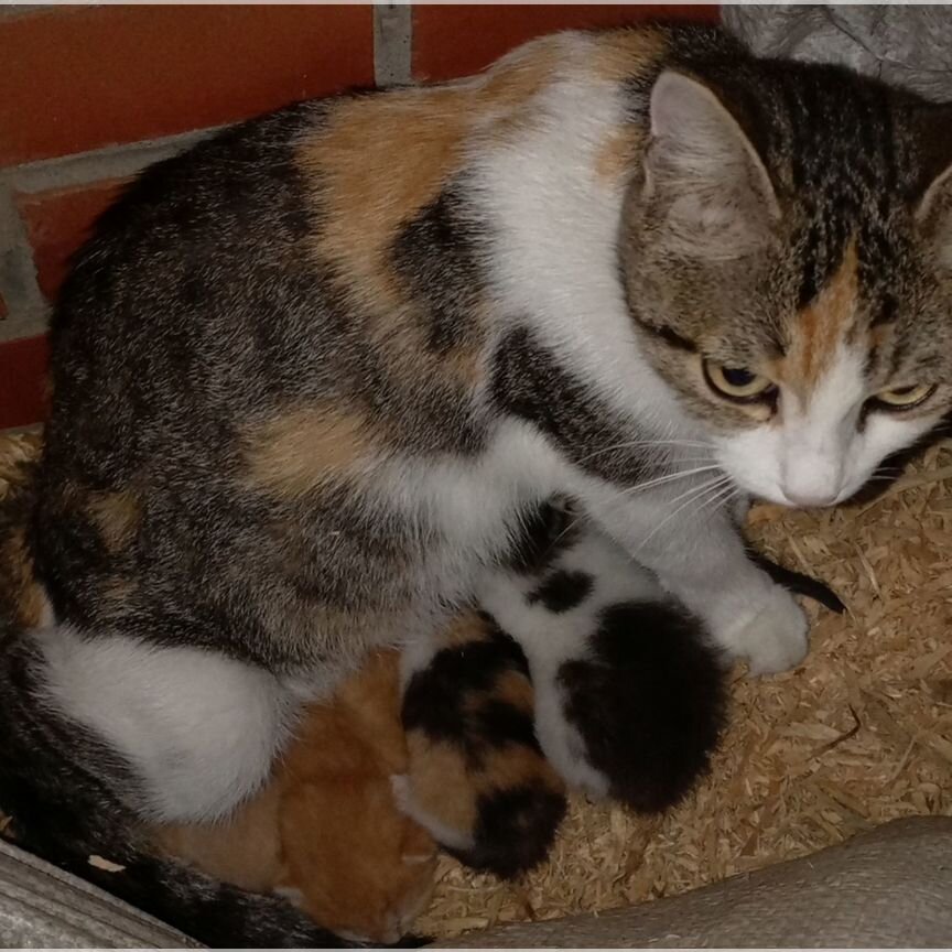 Котята в хорошие руки