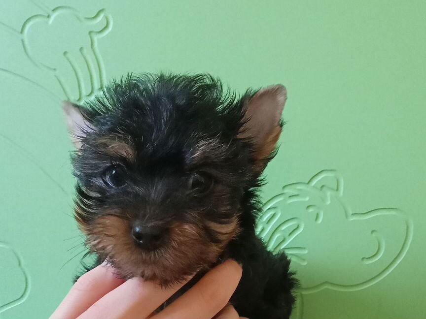 Маленький красавчик