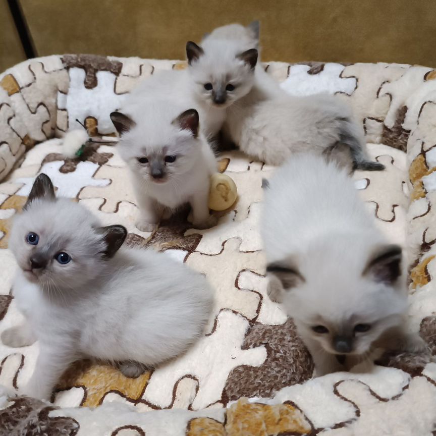 Невероятной красоты котята
