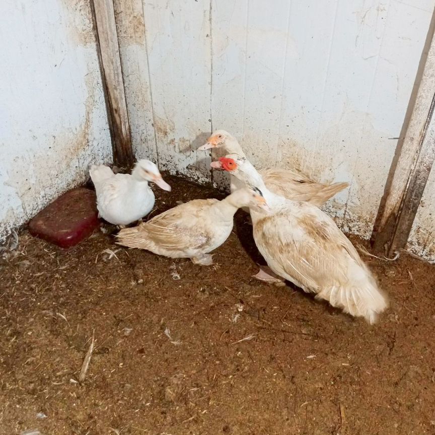 Утки муларды