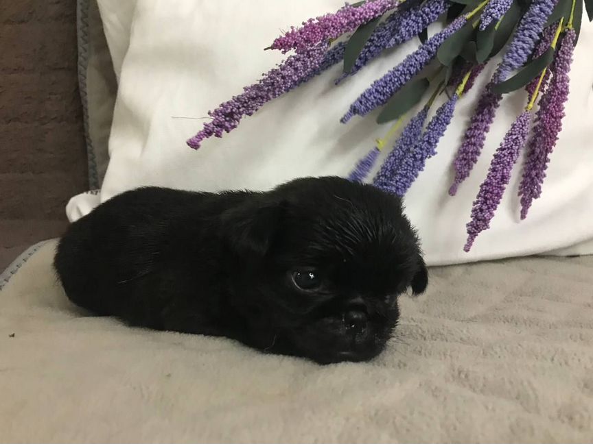 Щенки грифона и брабансона