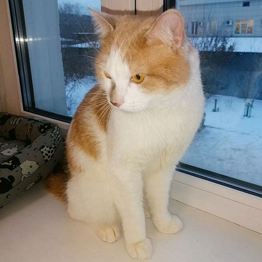 Кот 1 год красивый