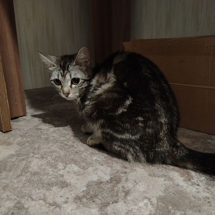 Отдам кошку в добрые руки бесплатно