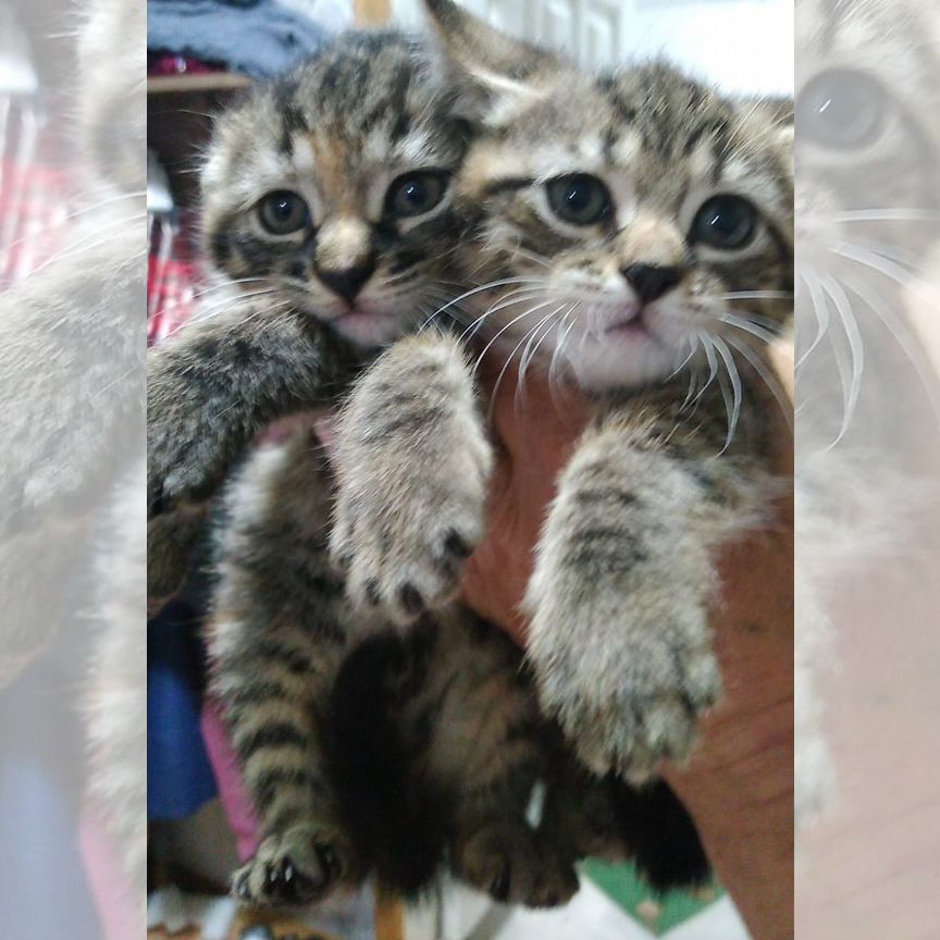 Шотландские в добрые руки