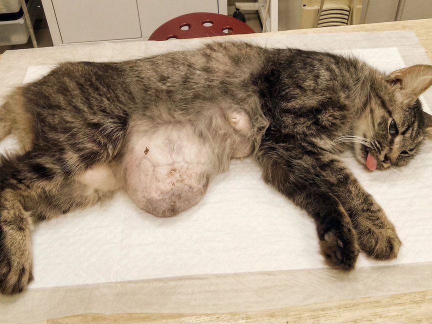 Слепая кошечка Рыся