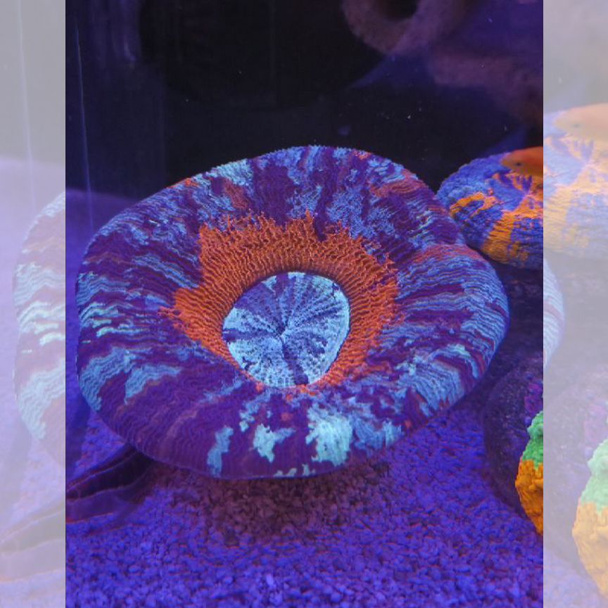 Трахифиллия "пончик" морской коралл