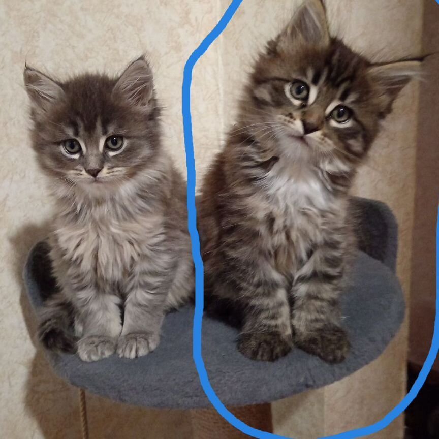 Котята мейн-кун