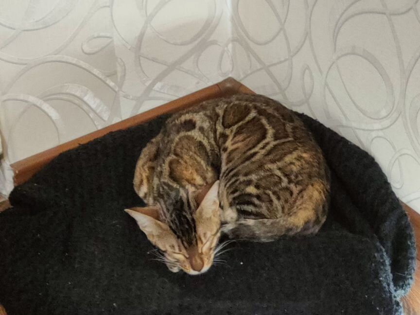 Бенгальская кошка в добрые руки