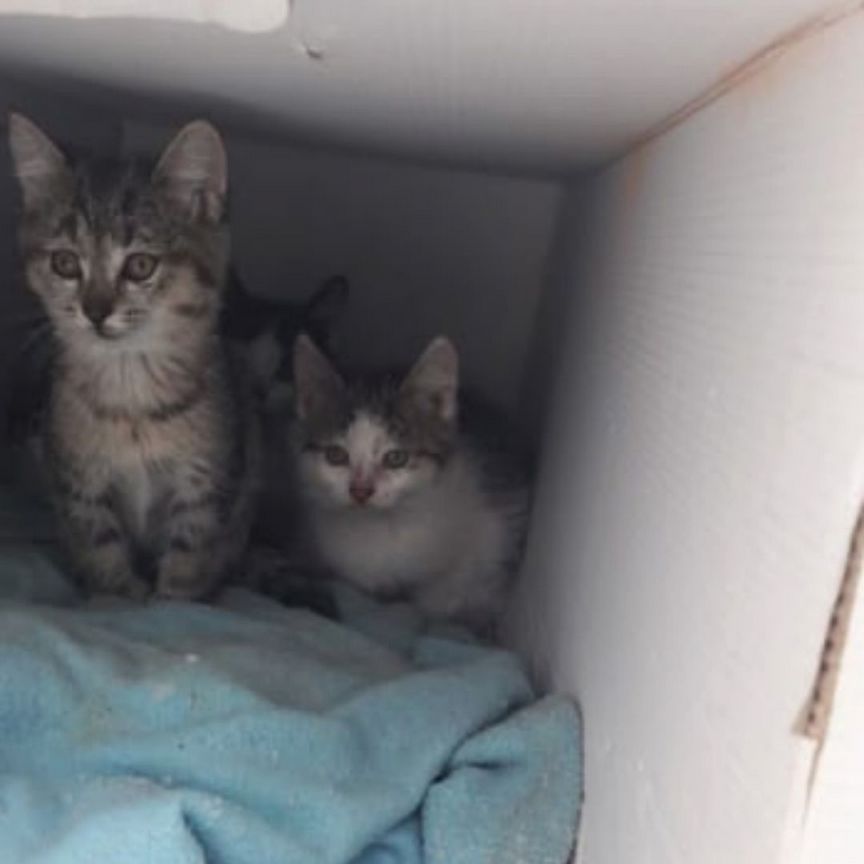 Котята замерзают на улице в Чишмах
