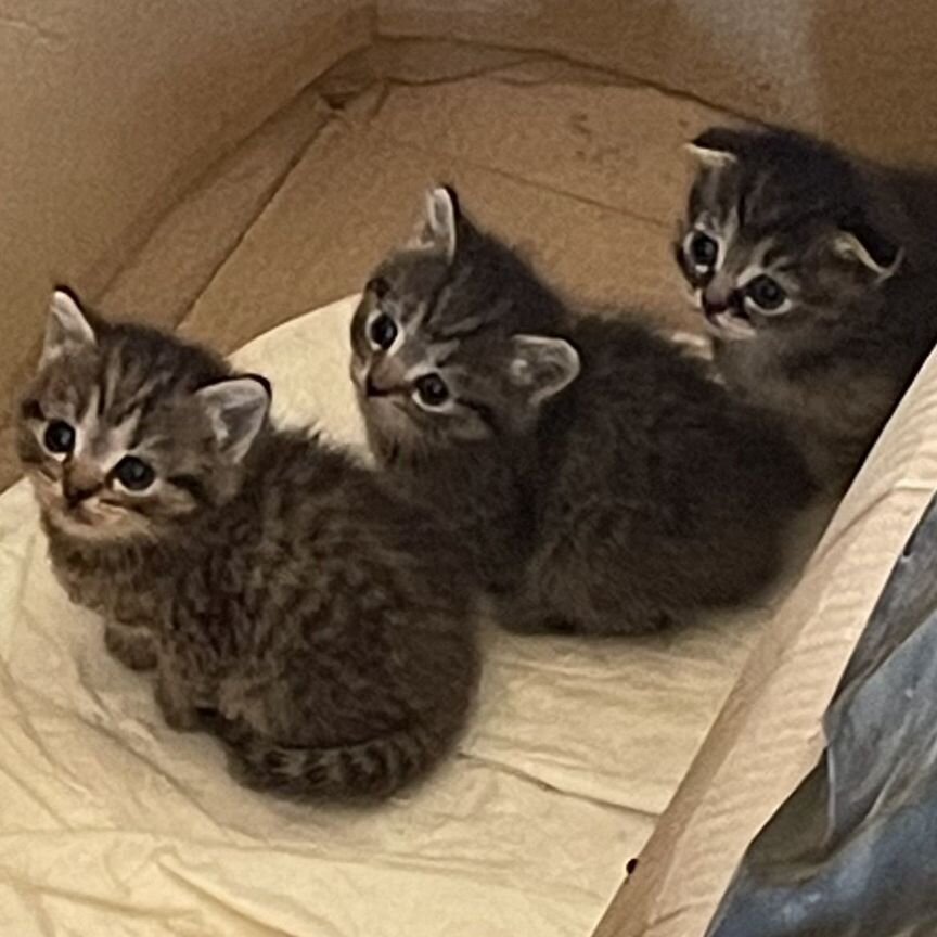 Вислоухие котята в добрые руки