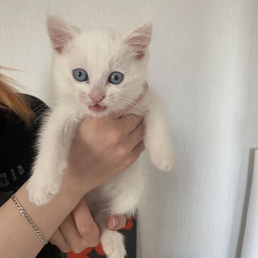 Отдам котенка в добрые руки