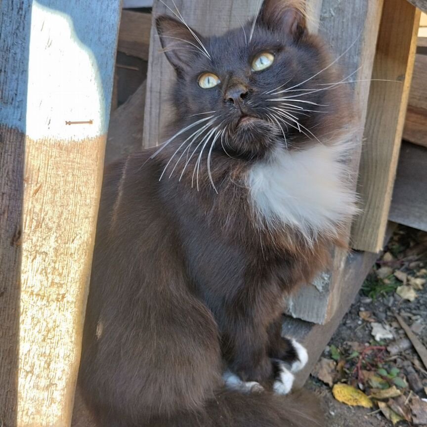 Котик 3 мес