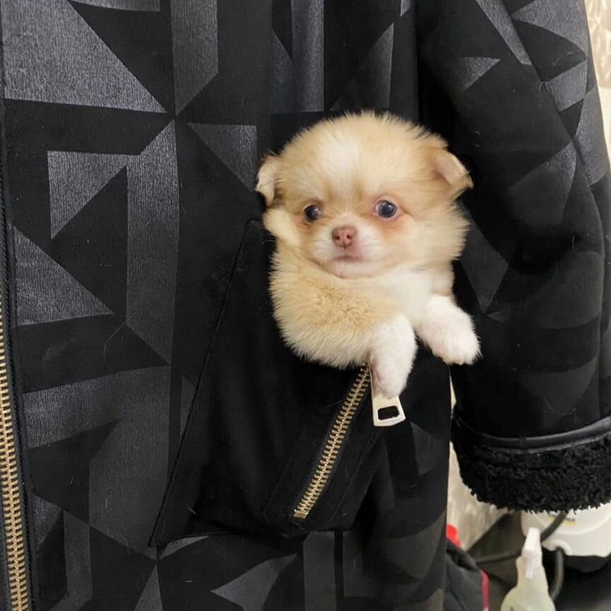 Чихуахуашечки