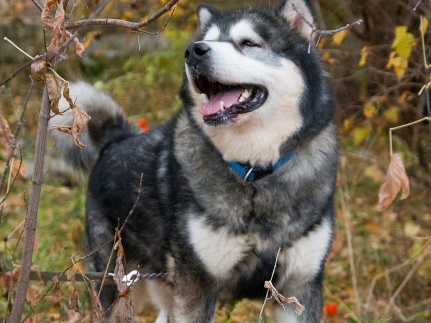 Собака в опытные руки