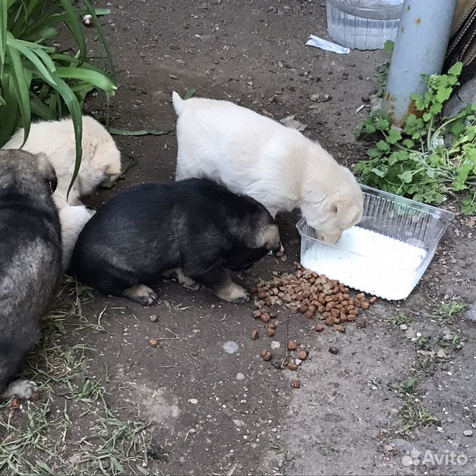 Кому нужен друг и охранник