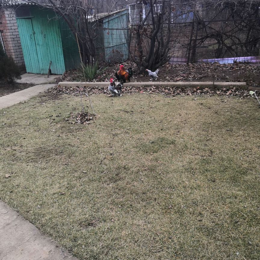 Карликовые петушки молодняк вывод 2024