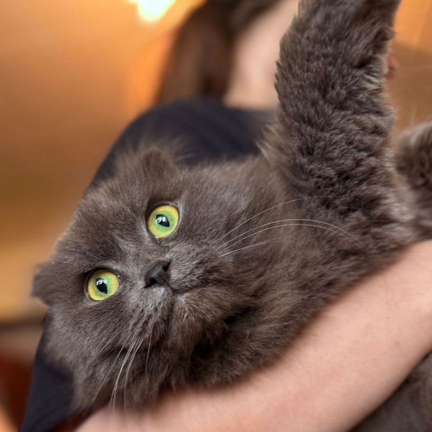 Кошка Герда