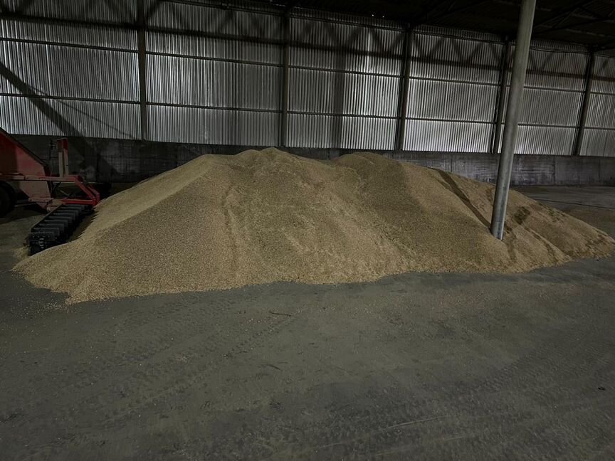 Зерно ячмень