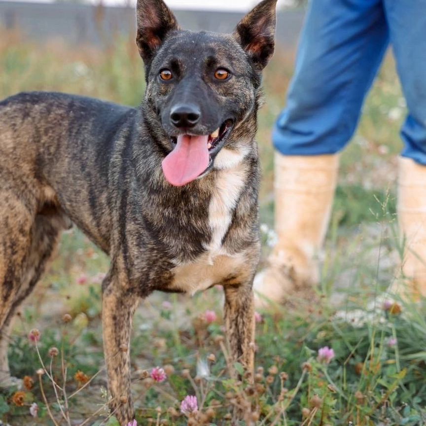 Собака в добрые руки