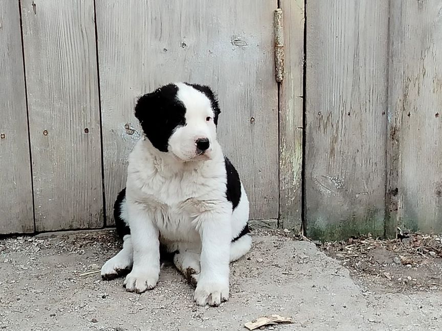 Продам щенков алабая (сао)