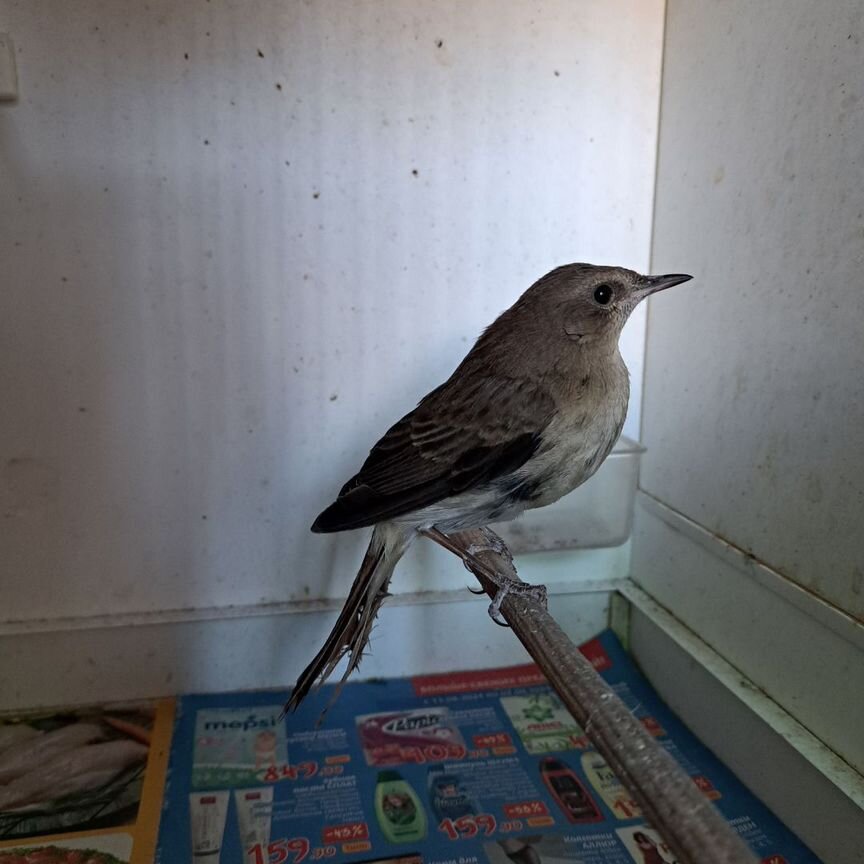 Соловей хафиз