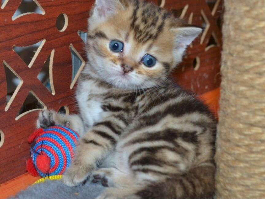 Красивые мраморные котята