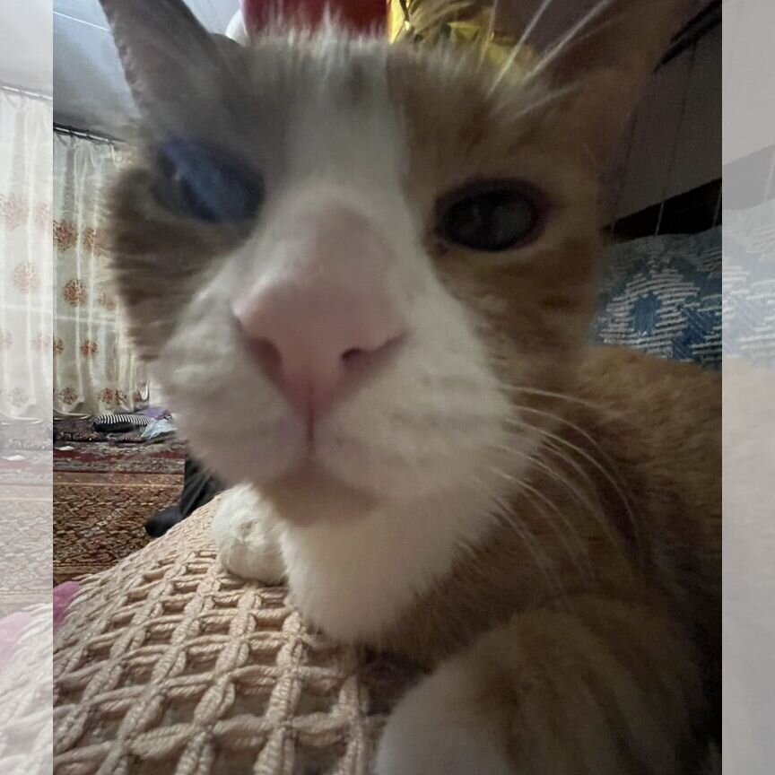 Взрослая, кошка в добрые руки