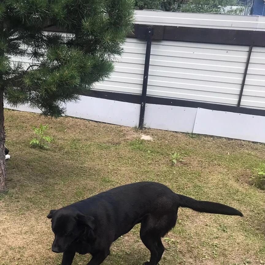 Собака в добрые руки