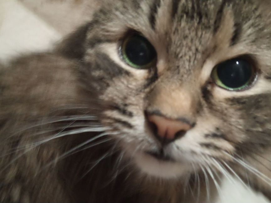 Кошка "Маня", 4 года