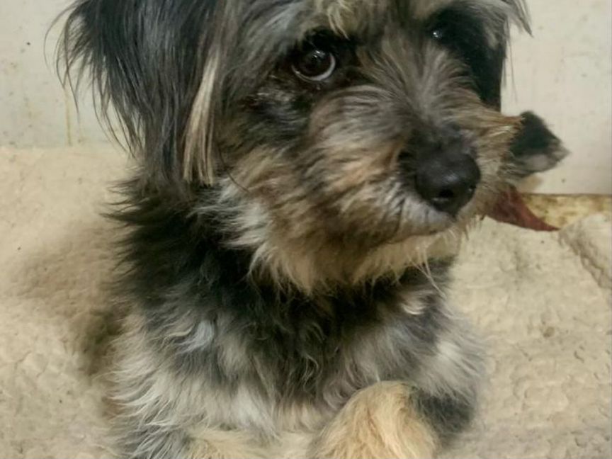 Маленькая собака в добрые руки бесплатно