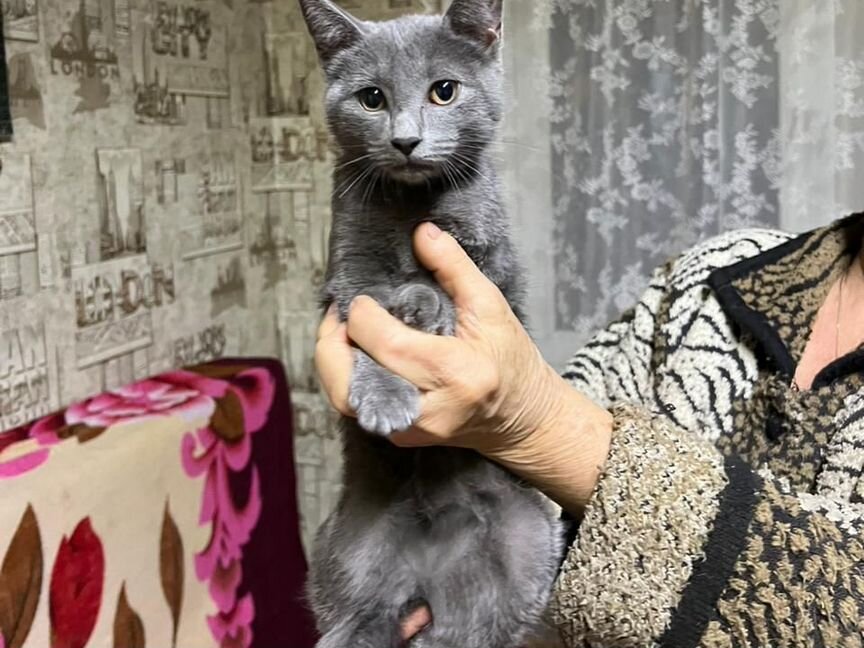 Котята русская голубая в добрые руки