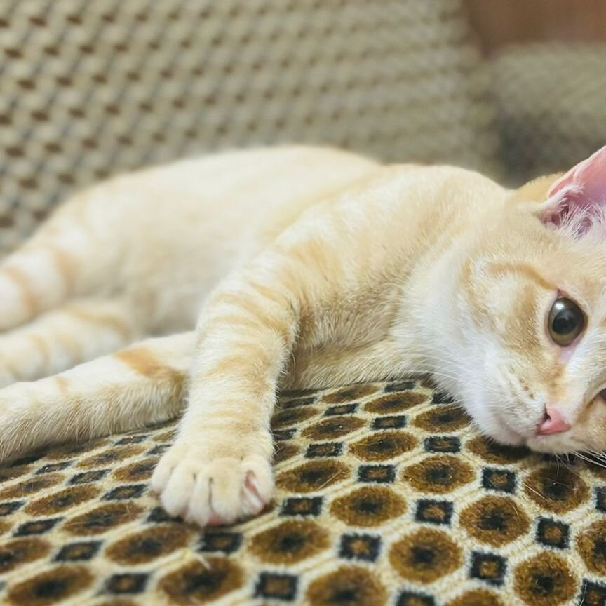 Самый целеустремленный рыжий кот на свете