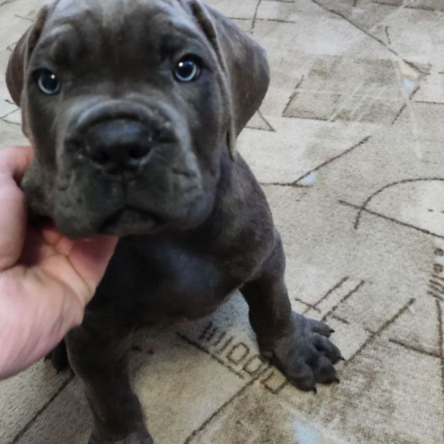 Щенки кане корсо