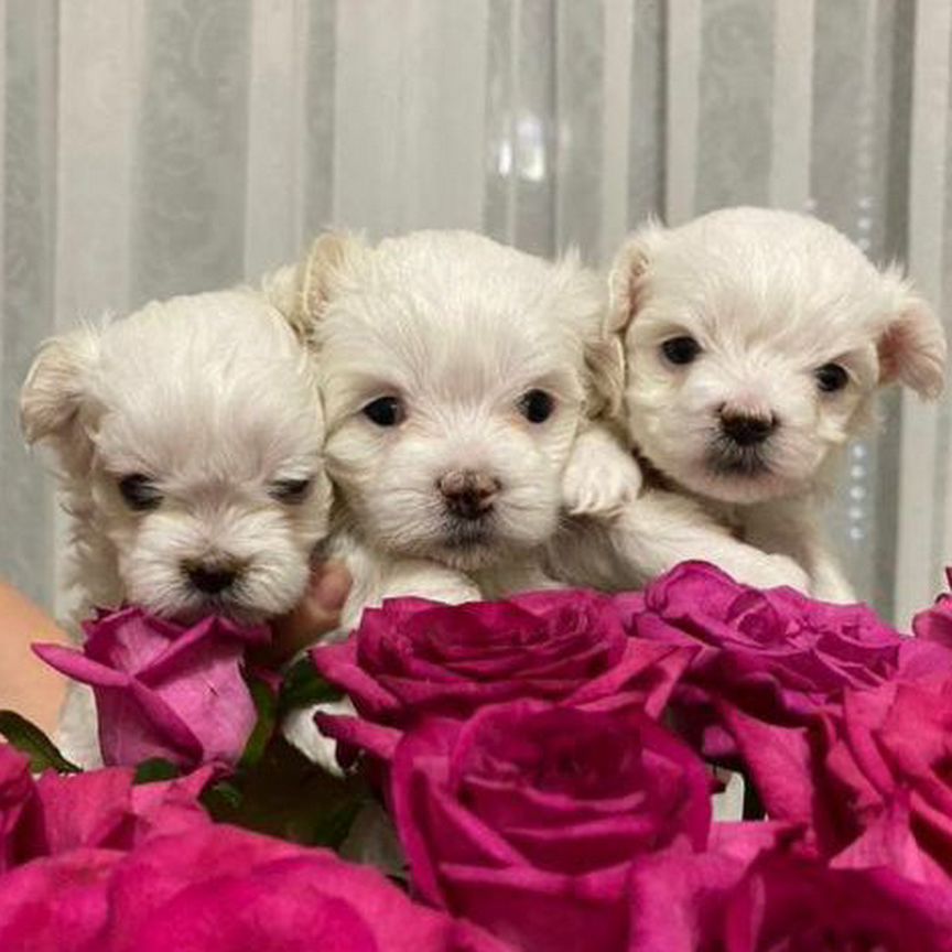 Мальтийская болонка, щенок