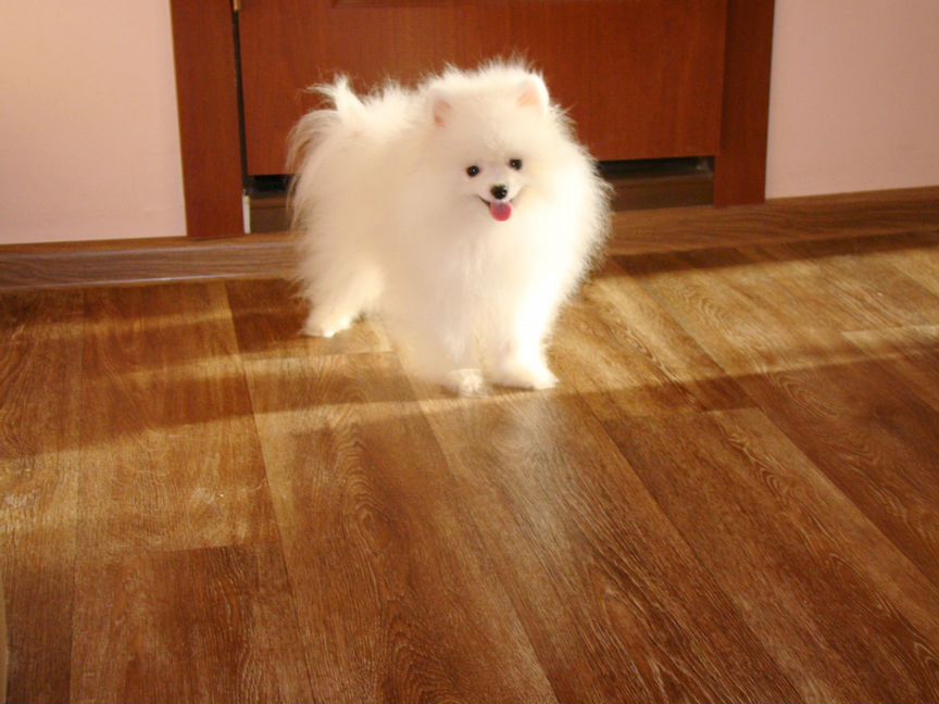 Шпиц белоснежный мишка