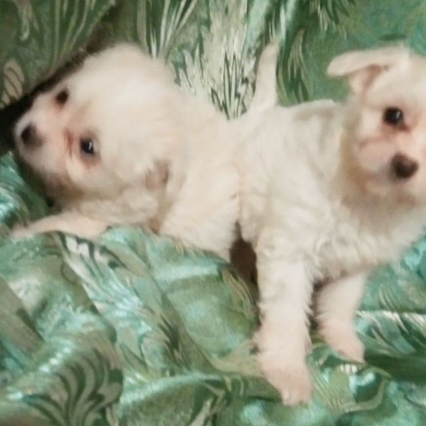 Мальтийская болонка