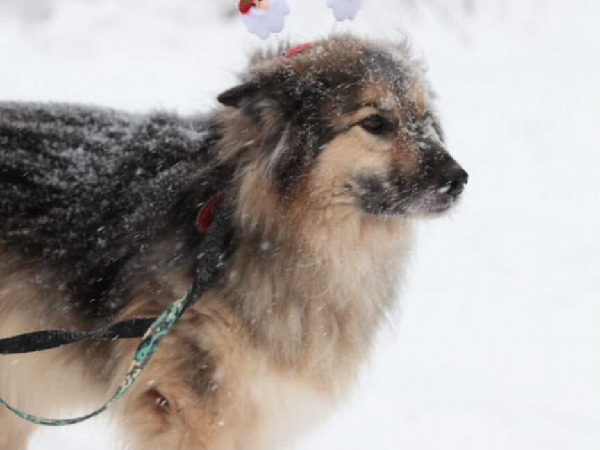 Бароша - великолепный пес из приюта