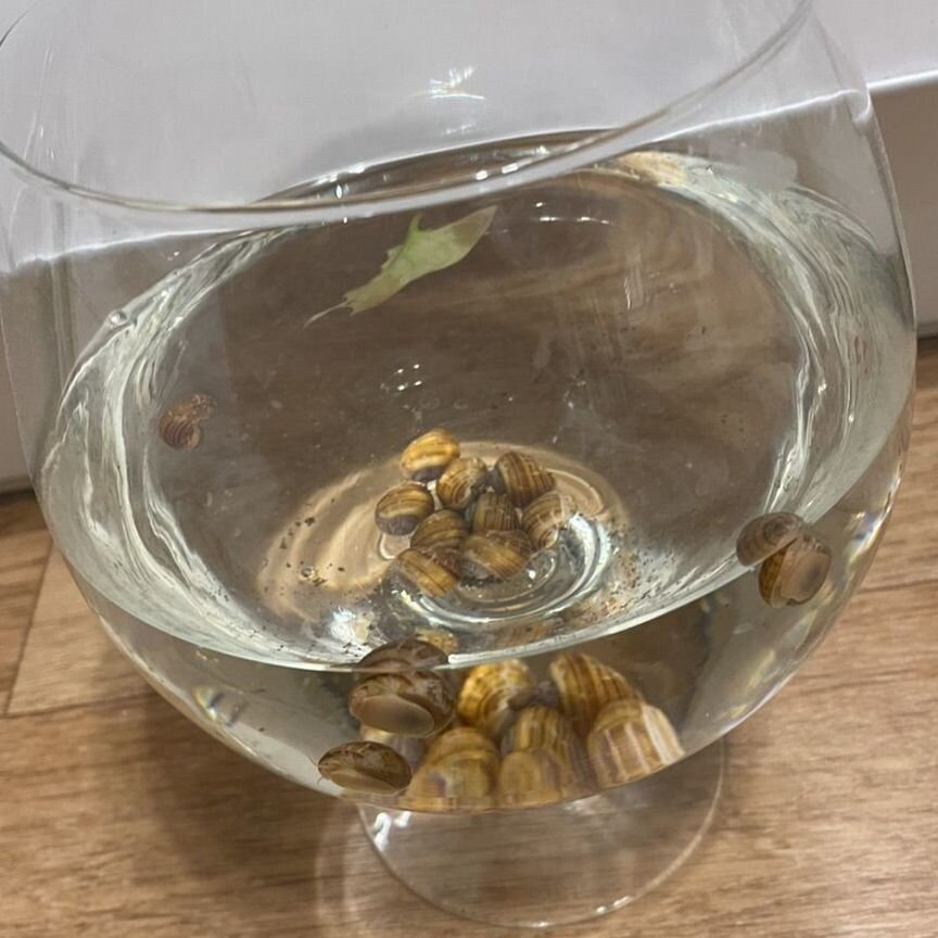 Улитки аквариумные ампулярии