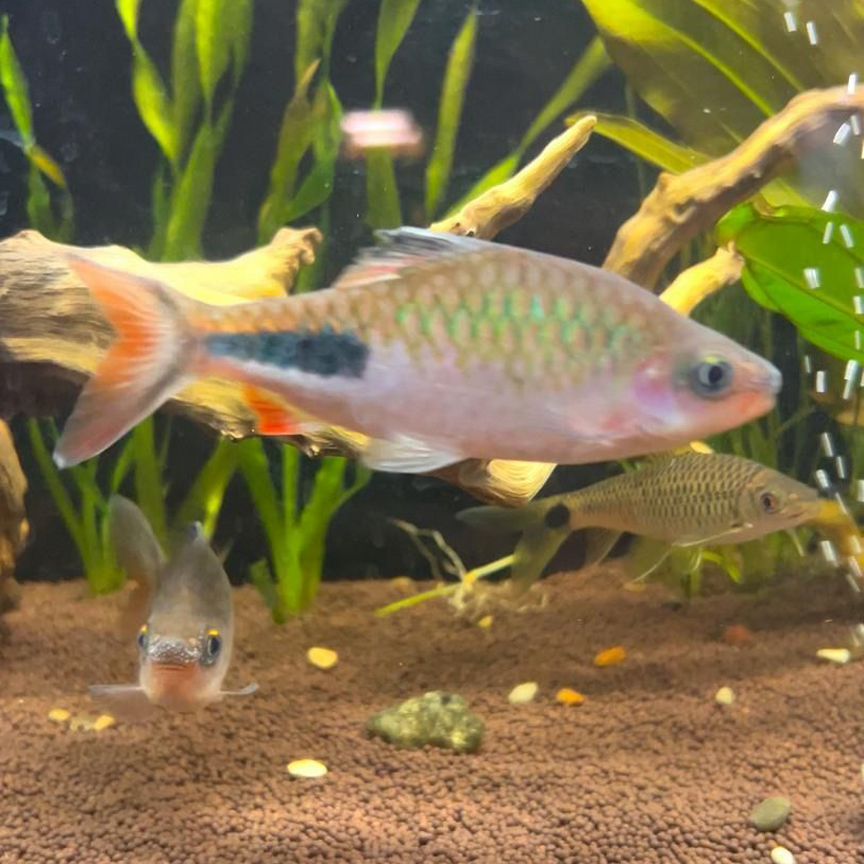 Барбус рохана