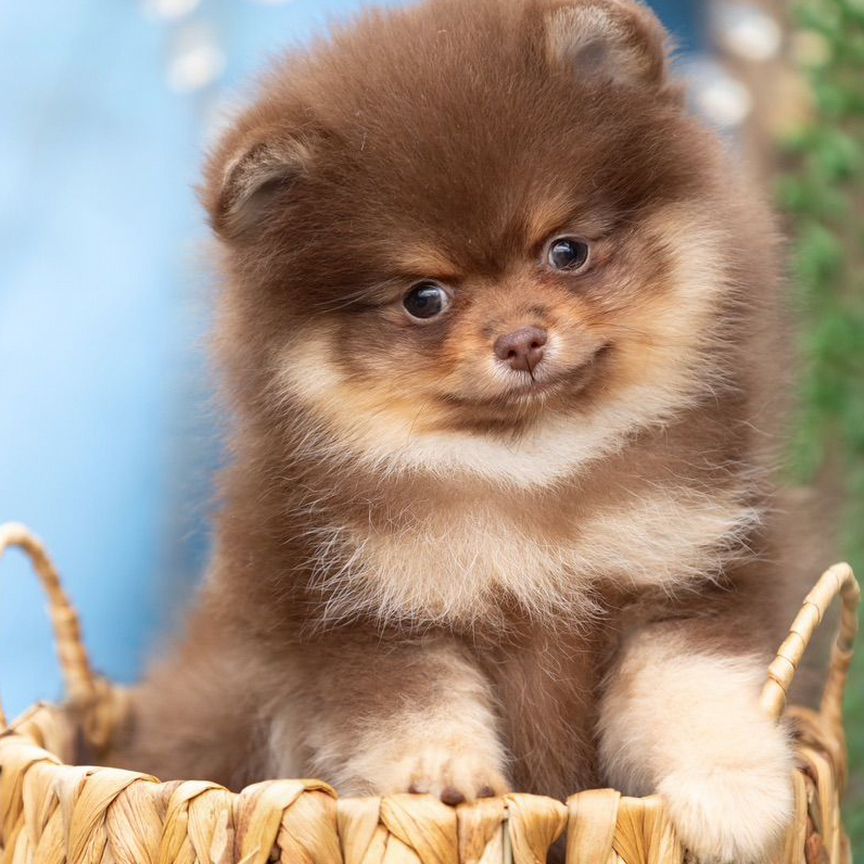 Померанский шпиц, щенок
