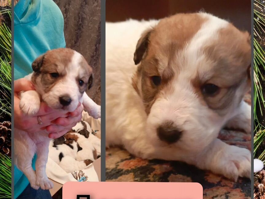 Щенки-малыши 11.11.23г. Отдам в добрые руки