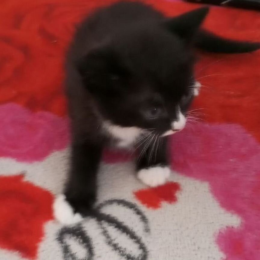 Котёнок в добрые руки