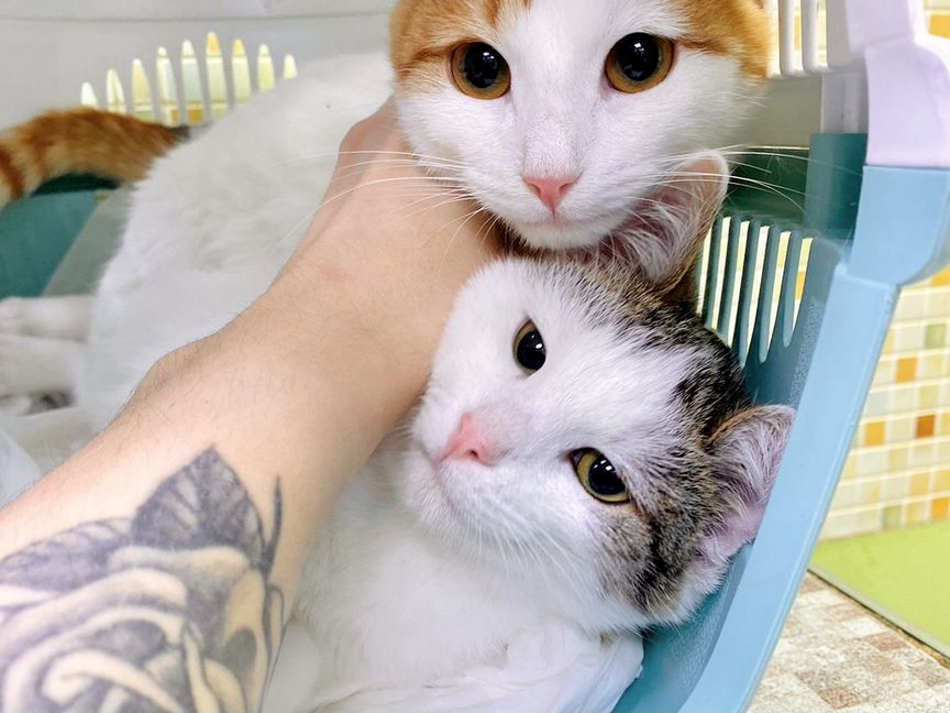 Два замечательных подростка ищут дом