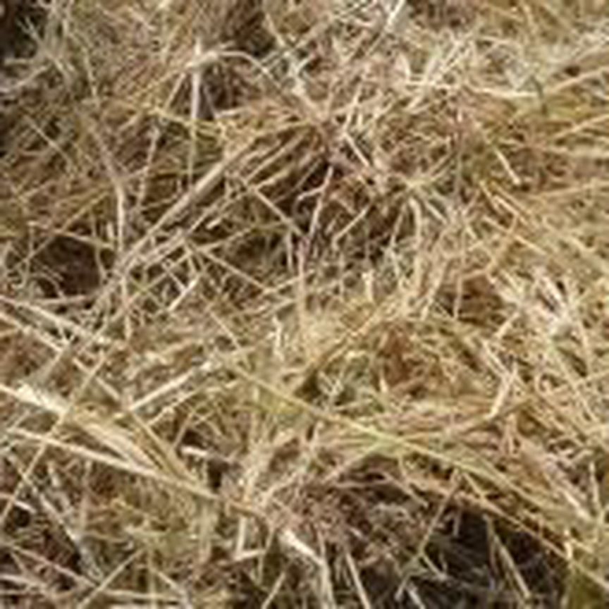 Суданка солома