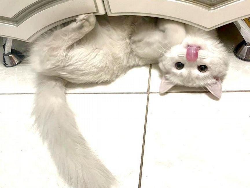 Белый котенок с карими глазами