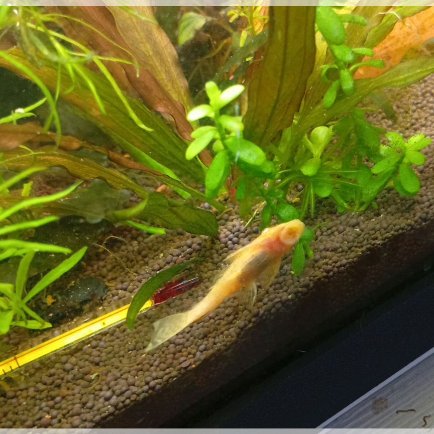 Анциструс, перистолистник, прополка, креветки