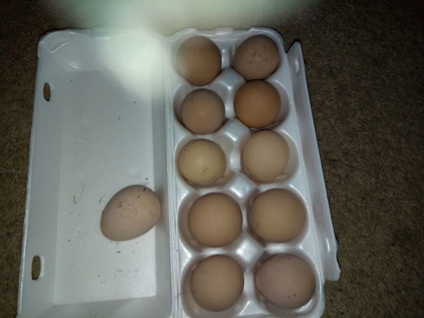 Инкубационное яйцо цесарки